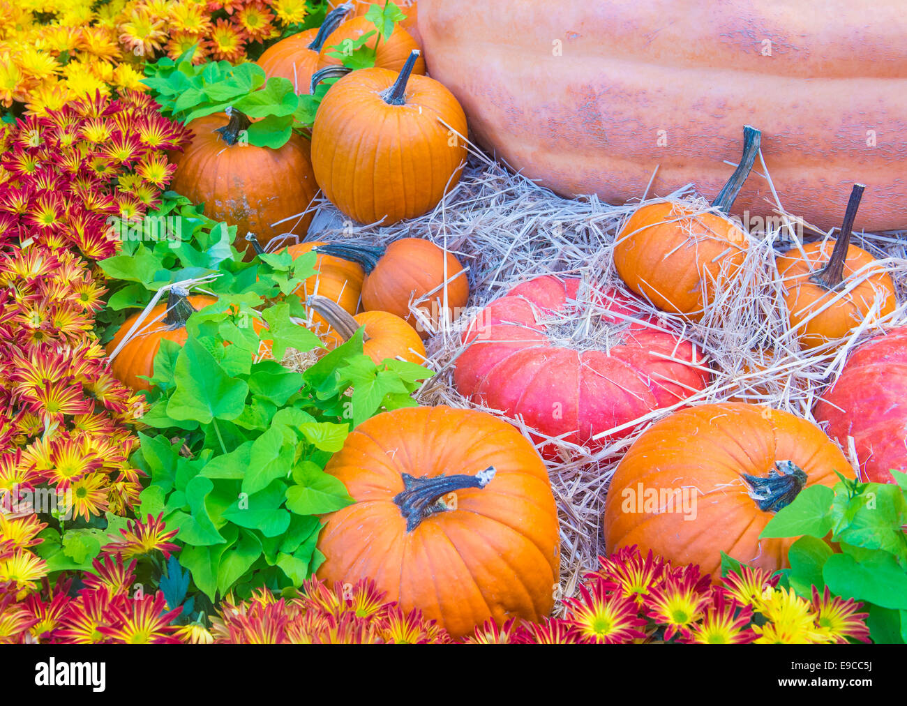 A variety of colorful pumpkins Stock Photo - Alamy