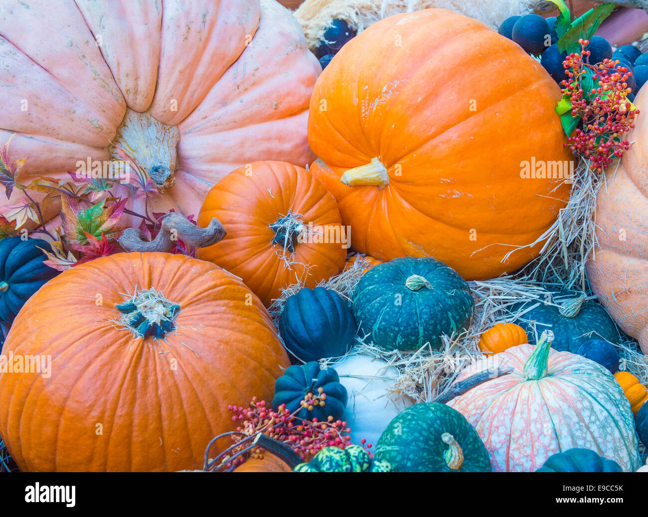 A variety of colorful pumpkins Stock Photo - Alamy