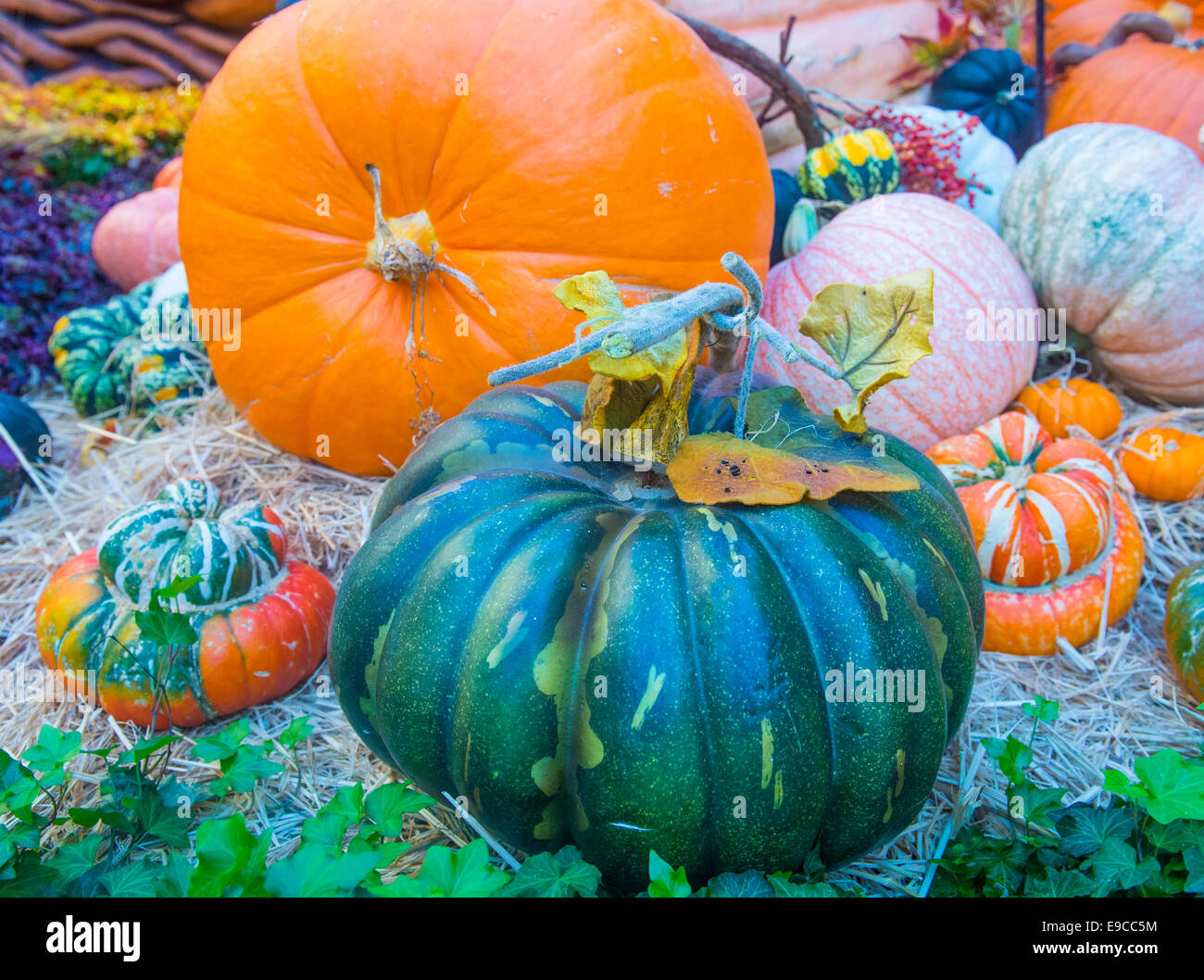 A variety of colorful pumpkins Stock Photo - Alamy
