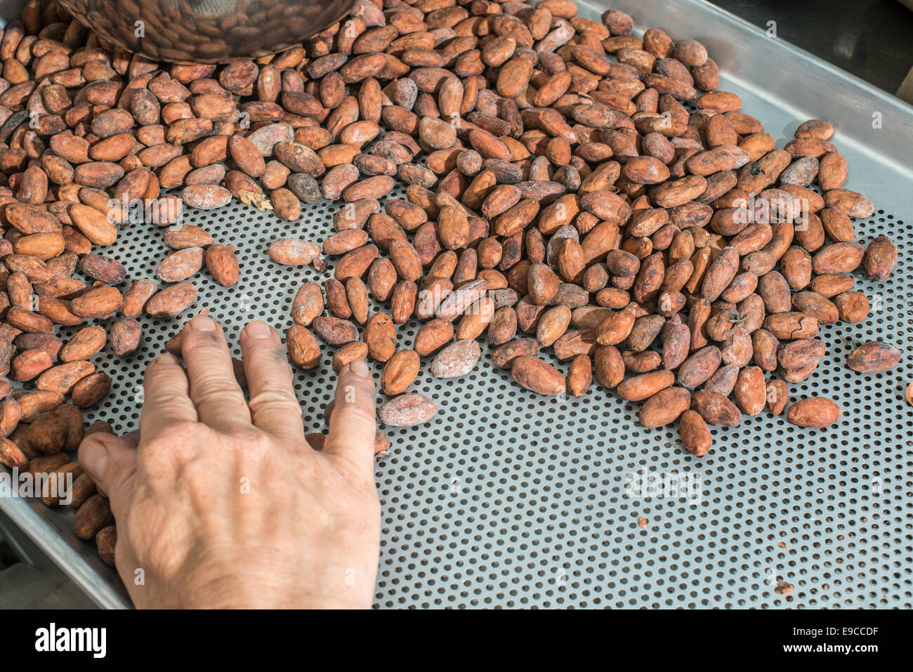 Hands select cocoa beans manually Stock Photo - Alamy