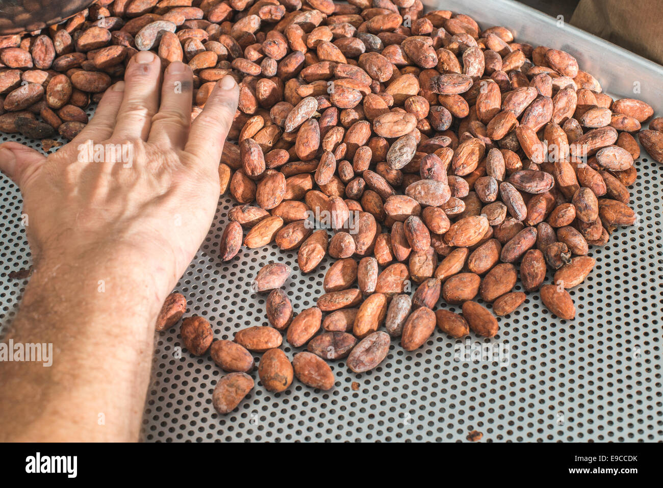 Ecuador cocoa bean harvest hi-res stock photography and images - Alamy