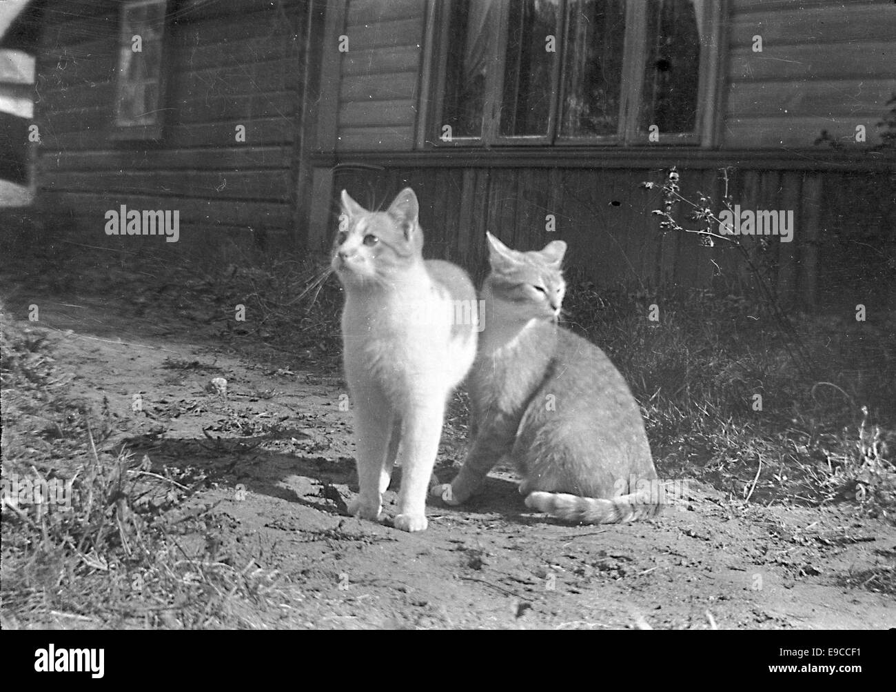Two cats outside hi-res stock photography and images - Alamy