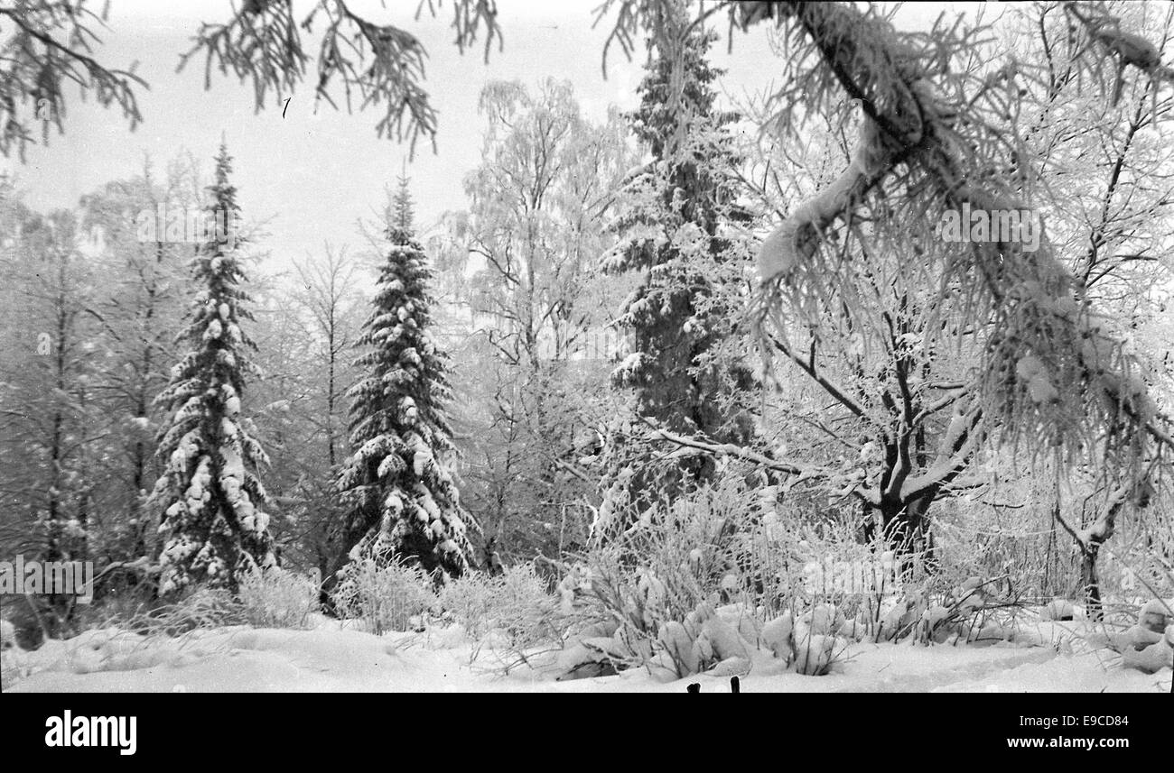 Scandinavian forest in snow Black and White Stock Photos & Images - Alamy