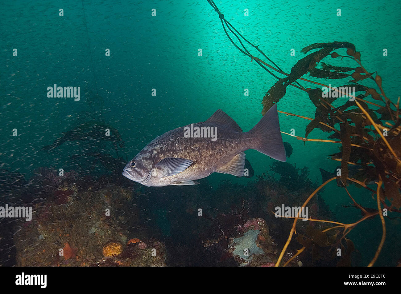 Krill underwater hi-res stock photography and images - Alamy