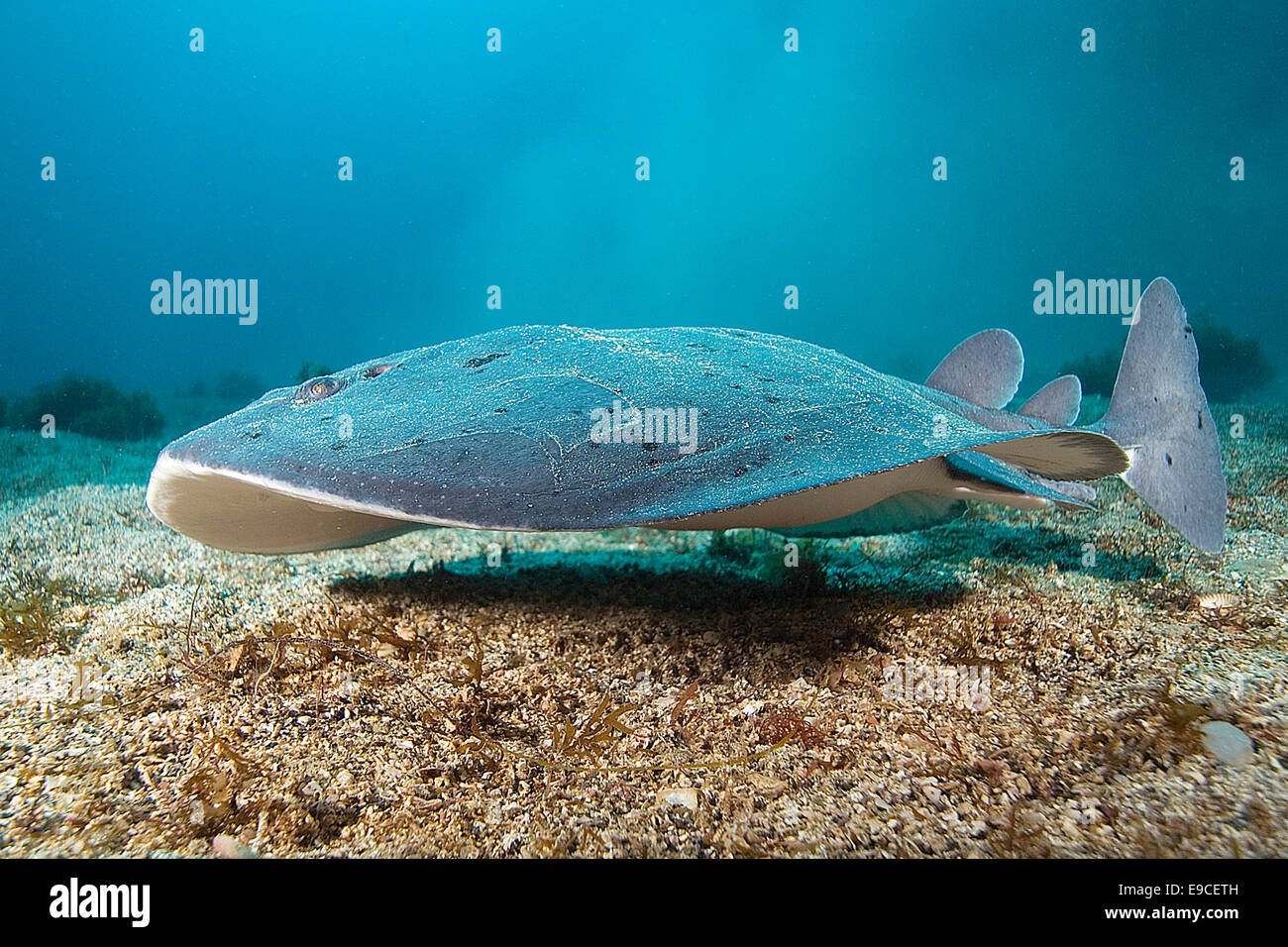 Electric ray hi-res stock photography and images - Alamy