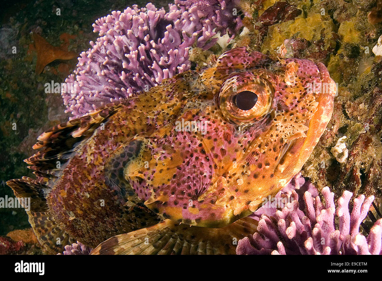 Colorful Rock fish underwater at Catalina Island, California Stock ...