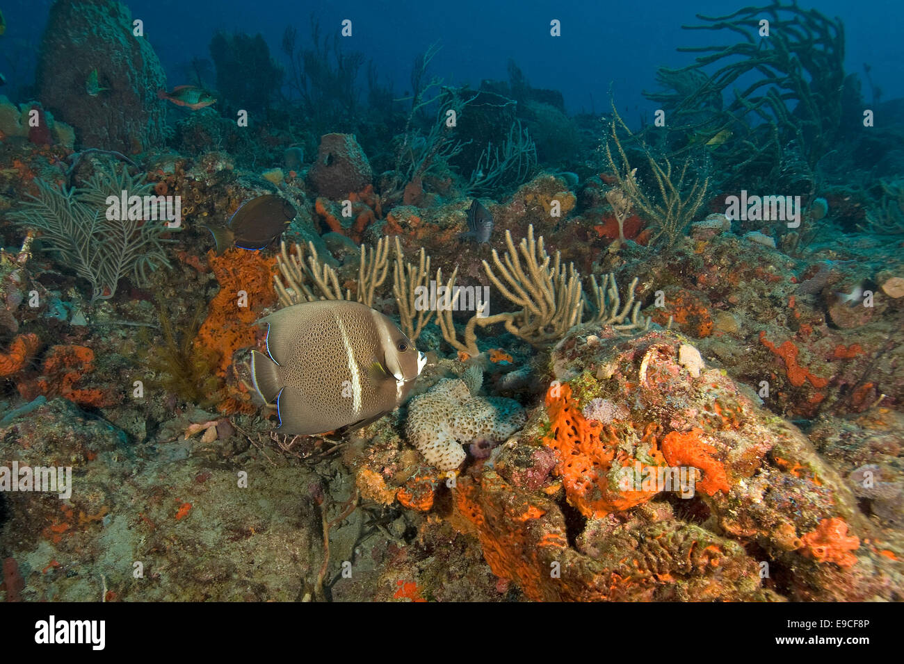 Angelfish at Key Largo Reef Stock Photo - Alamy