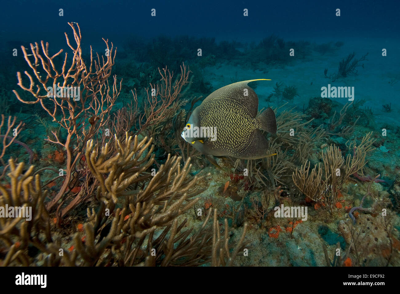 Angelfish at Key Largo Reef Stock Photo - Alamy