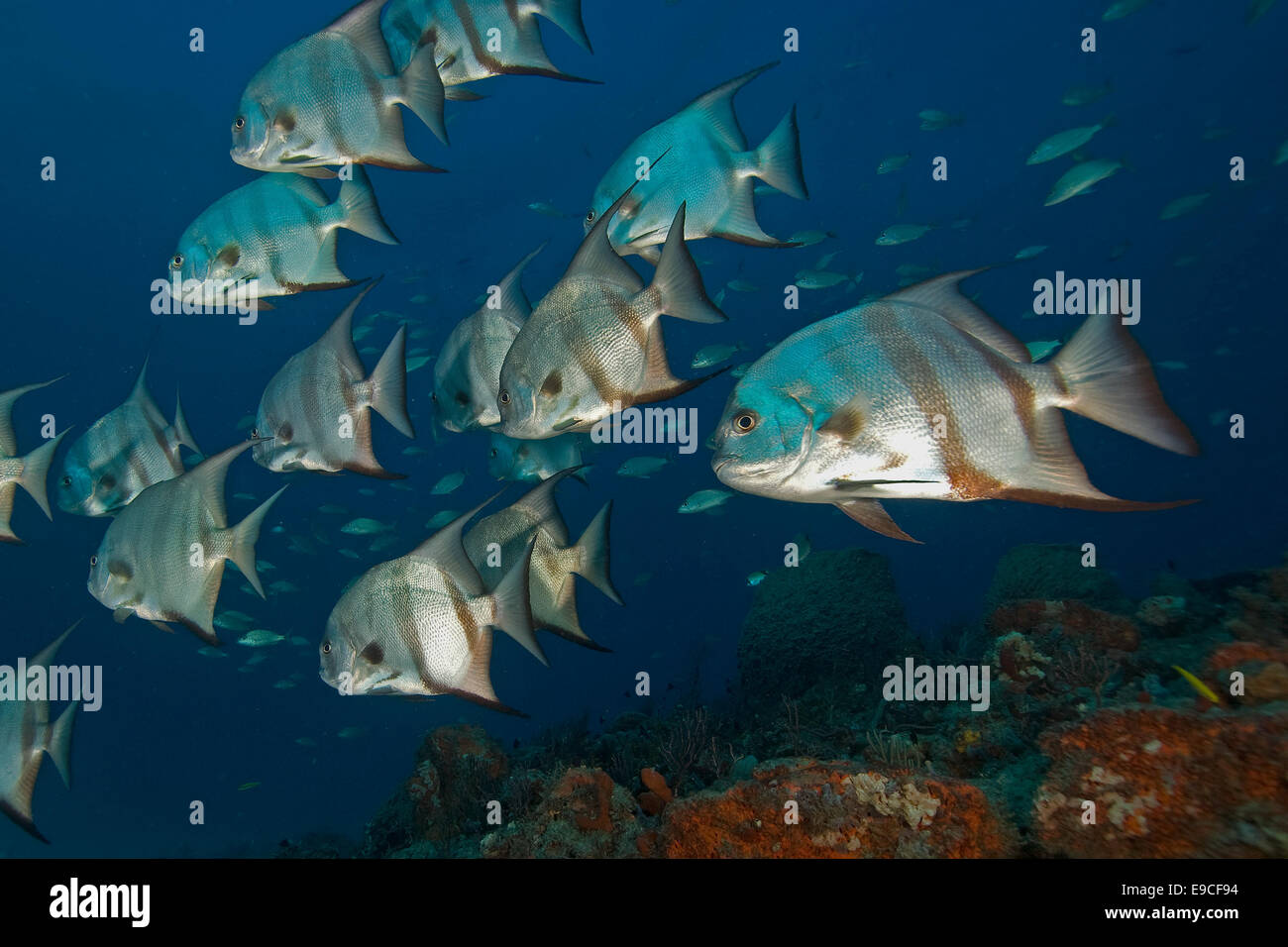 School of Spade fish at Key Largo, Florida reef Stock Photo - Alamy