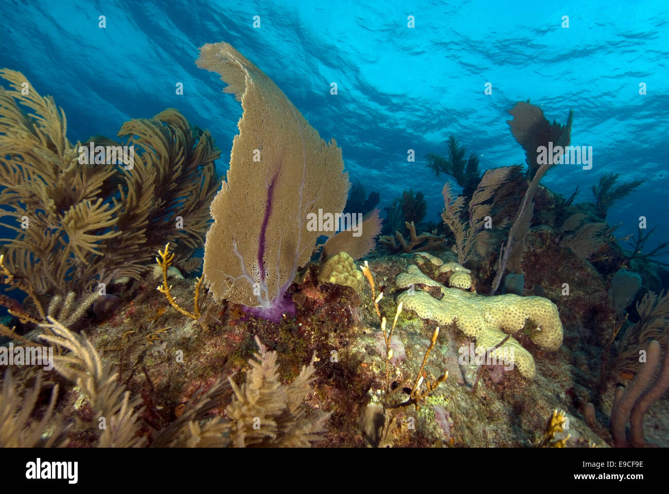 Underwater Coral Reef at Key Largo, Florida Stock Photo - Alamy