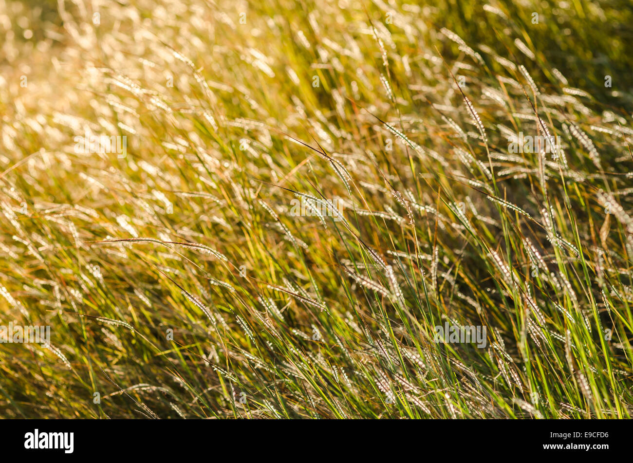 little flower weed in the garden or nature park Thailand Stock Photo ...