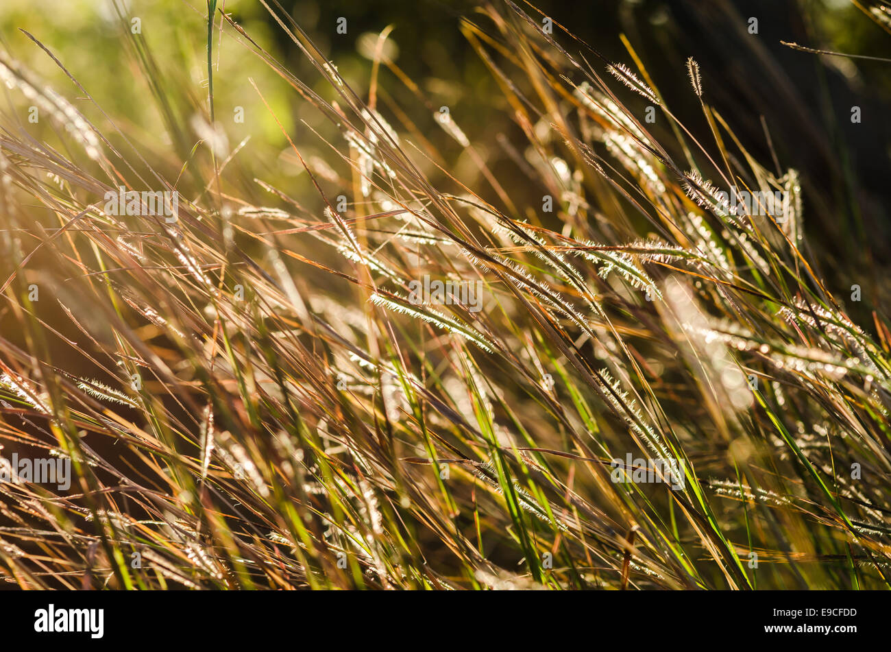 little flower weed in the garden or nature park Thailand Stock Photo ...
