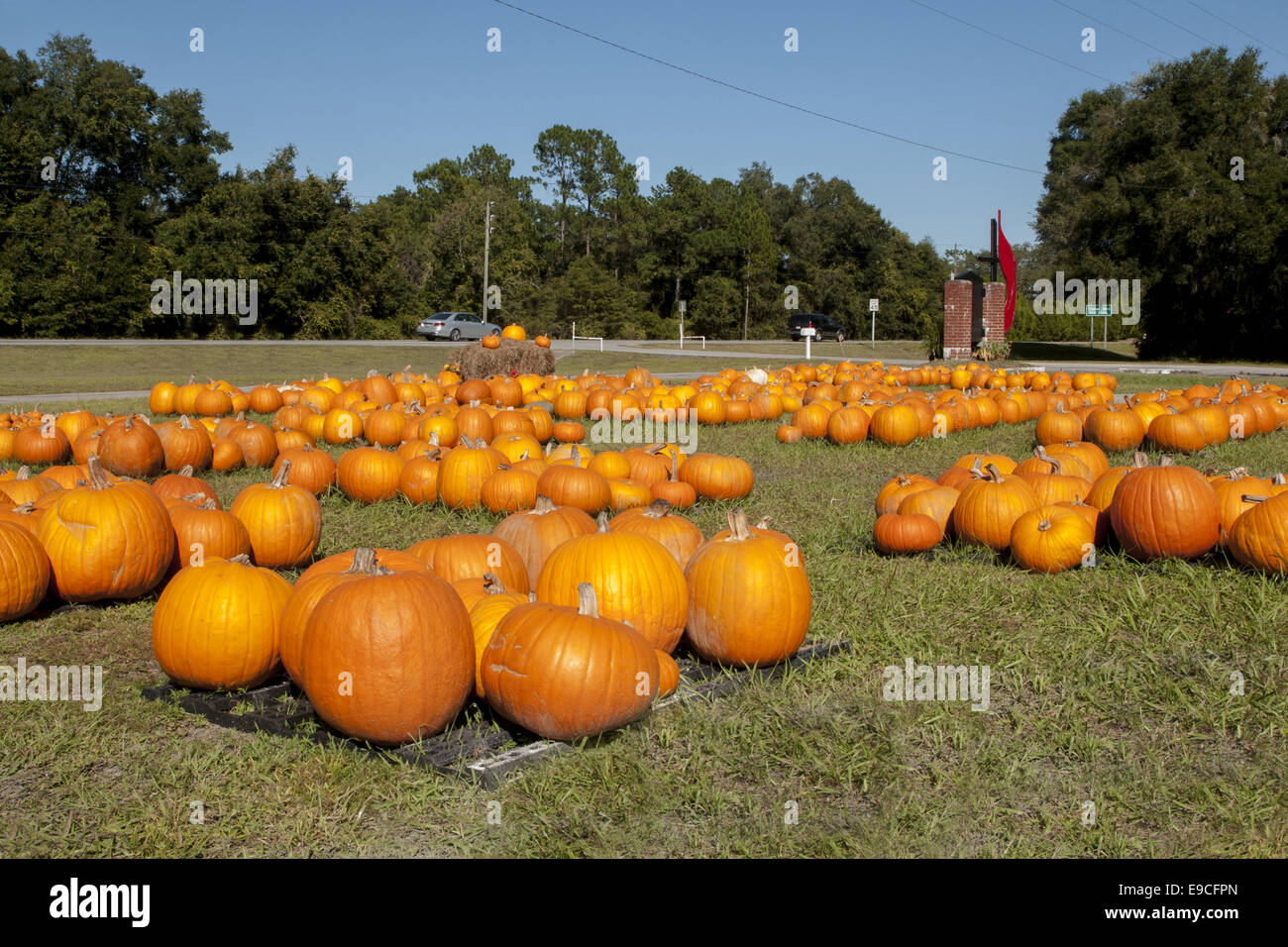 Pumpkins of all sizes for sale Stock Photo - Alamy