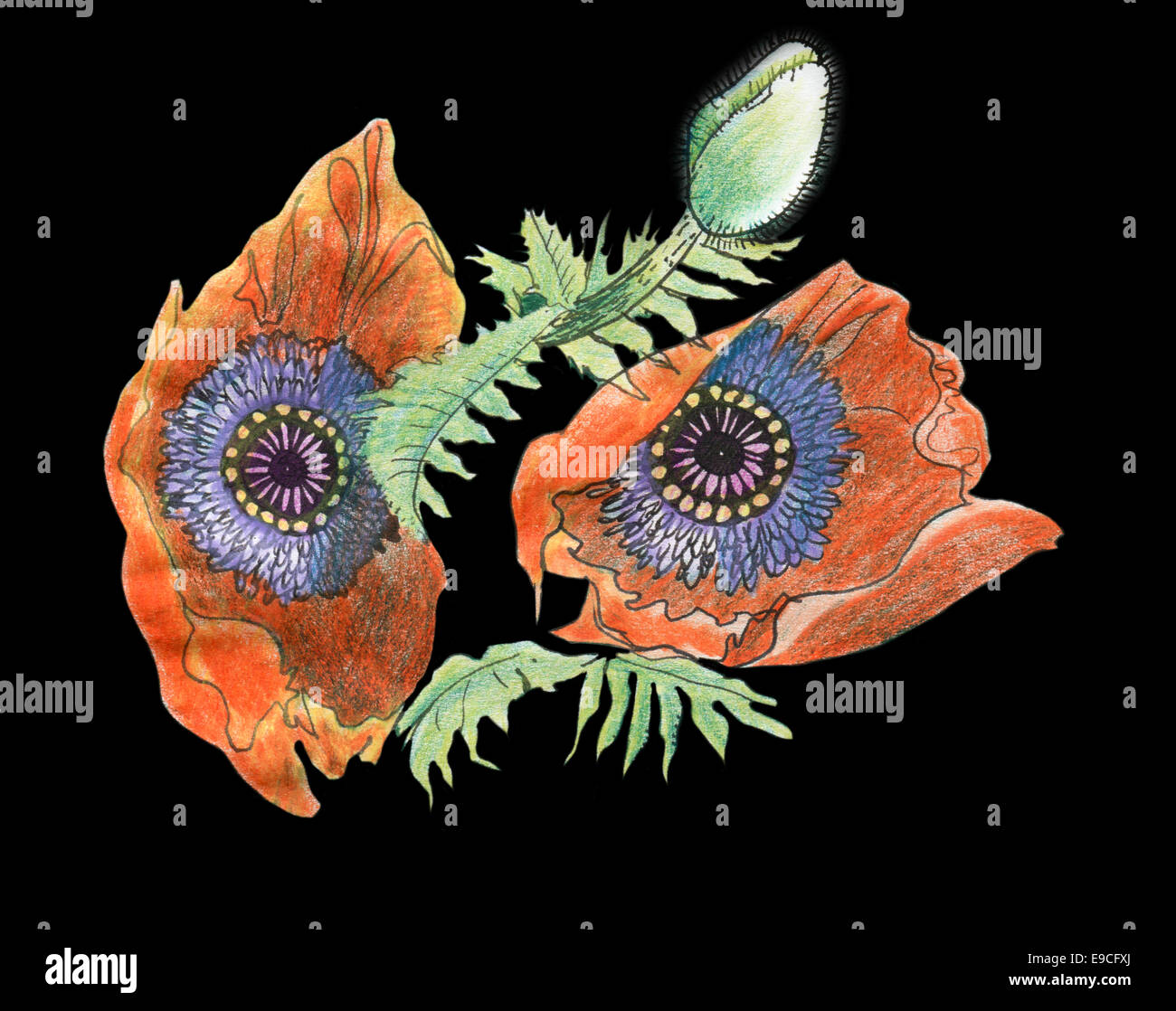 Two poppies, seen from above, original watercolor sketch, isolated on ...