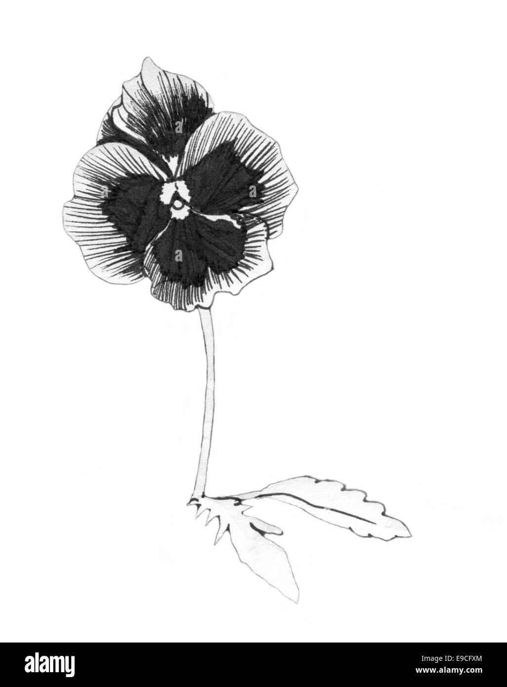 Pen drawing plants hi-res stock photography and images - Alamy