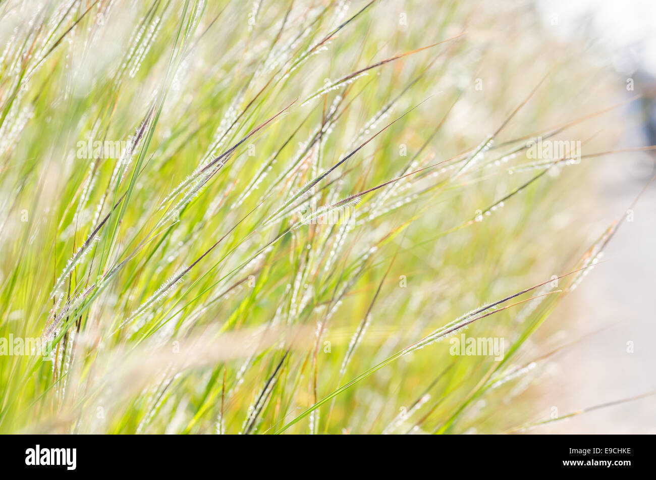 little flower weed in the garden or nature park Thailand Stock Photo ...