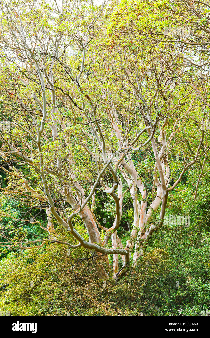 Arbutus unedo tree hi-res stock photography and images - Alamy