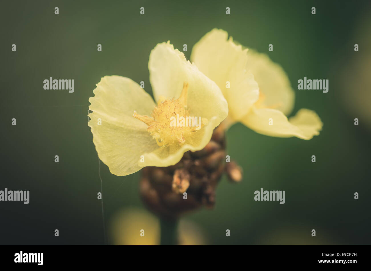 Xyris yellow flowers or Xyridaceae wild flower in Thailand vintage ...