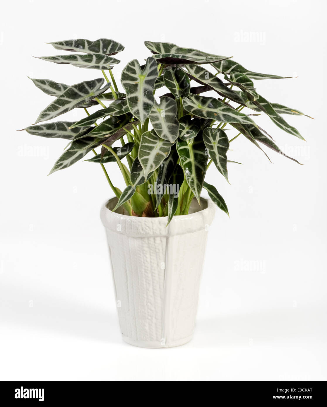Alocasia hi-res stock photography and images - Alamy