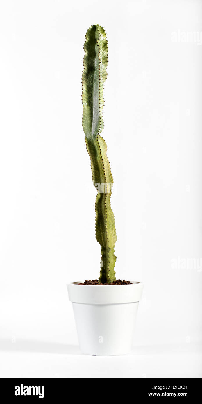 Spiny cactus hi-res stock photography and images - Alamy