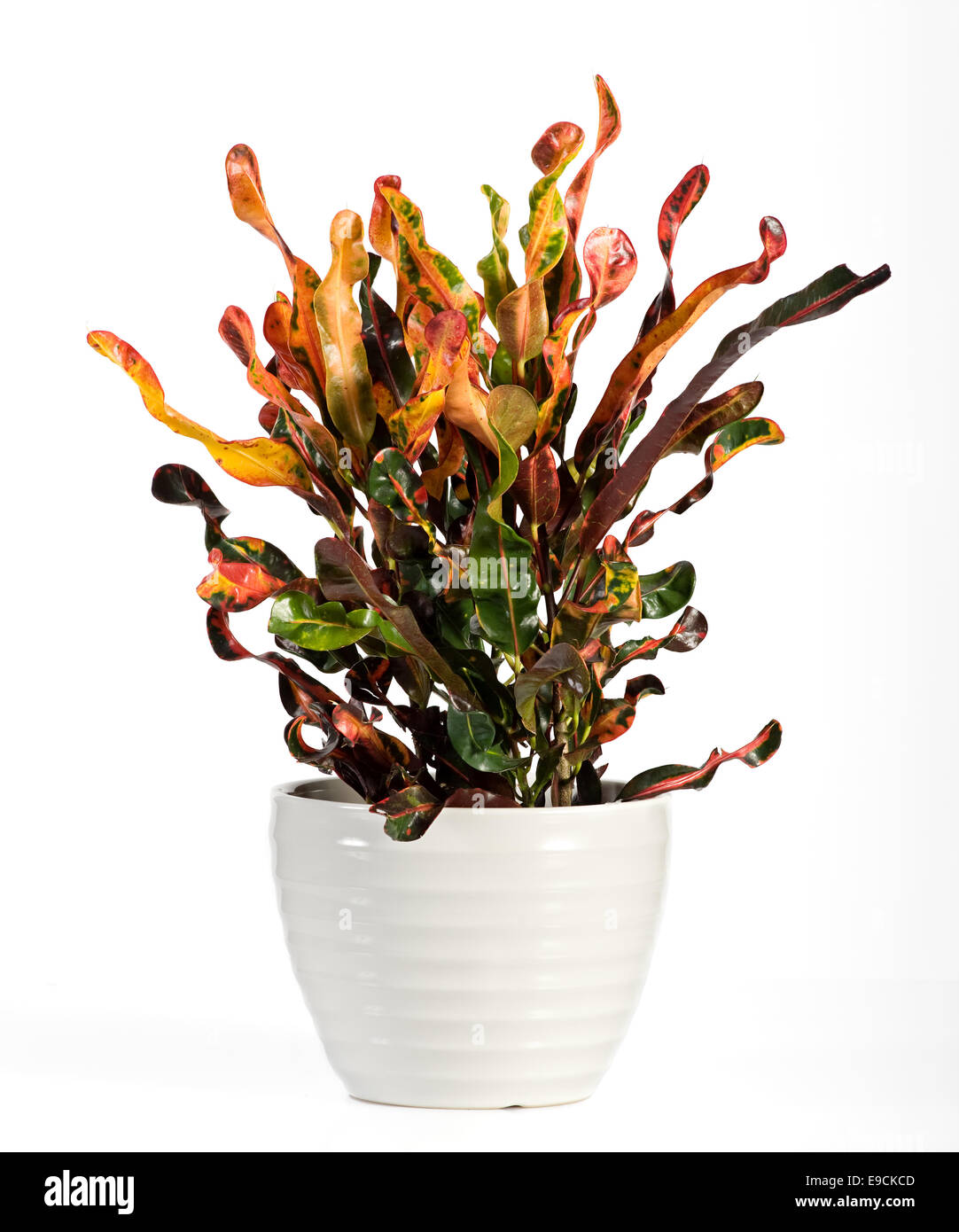 Attractive Croton Flowering Plant Stock Photo - Alamy