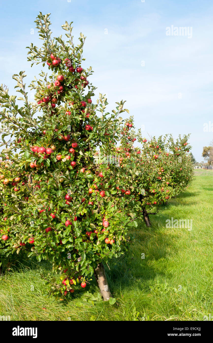 Appel orchard hi-res stock photography and images - Alamy