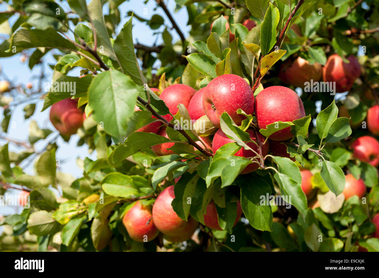Appel orchard hi-res stock photography and images - Alamy