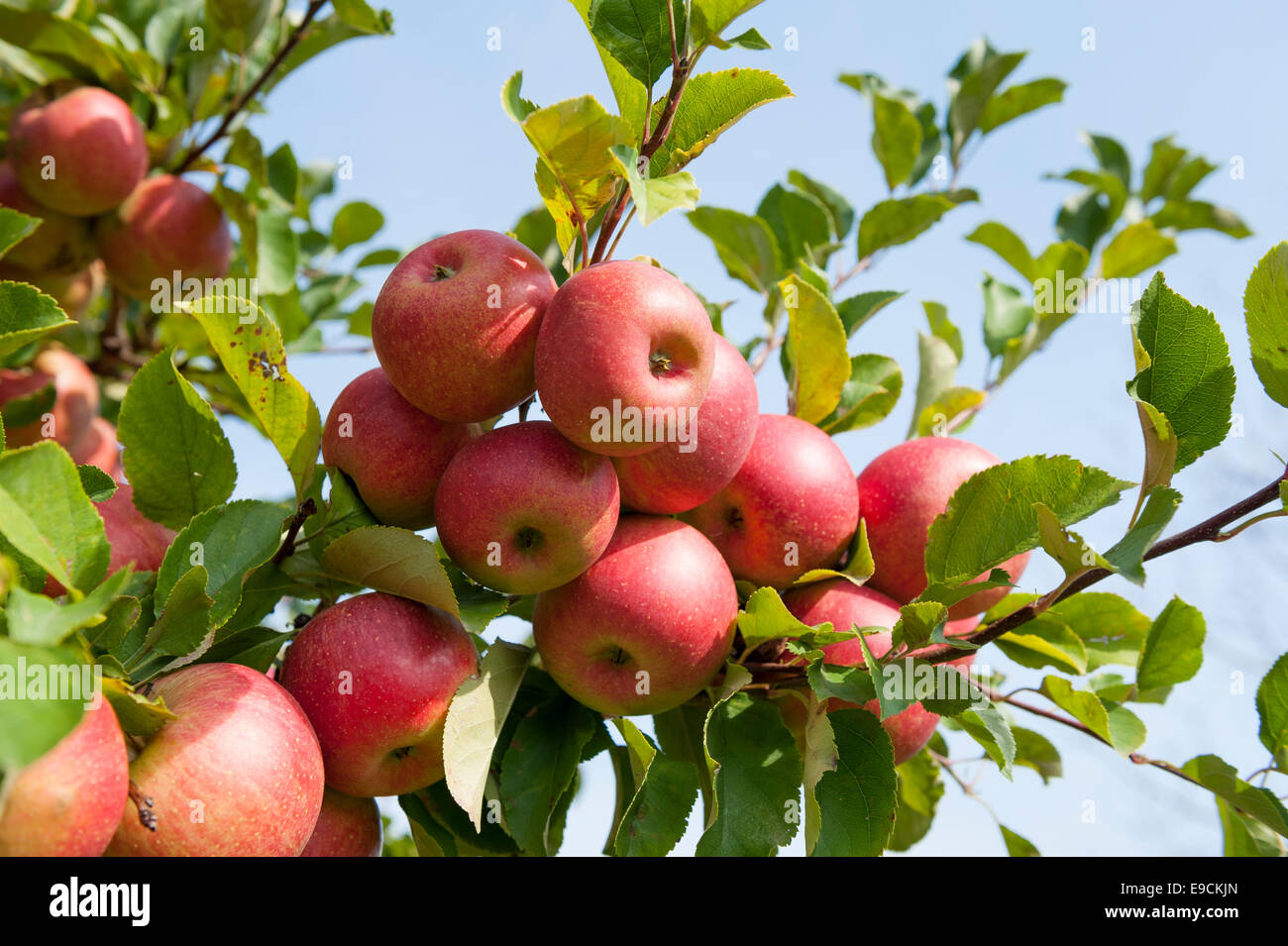 Green appel hi-res stock photography and images - Alamy