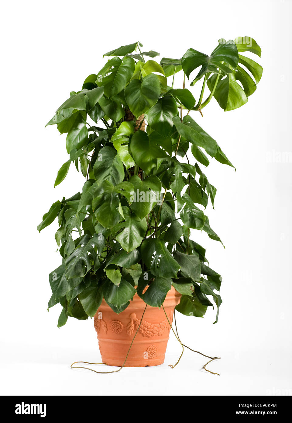 Leafy green delicious monster plant Stock Photo - Alamy