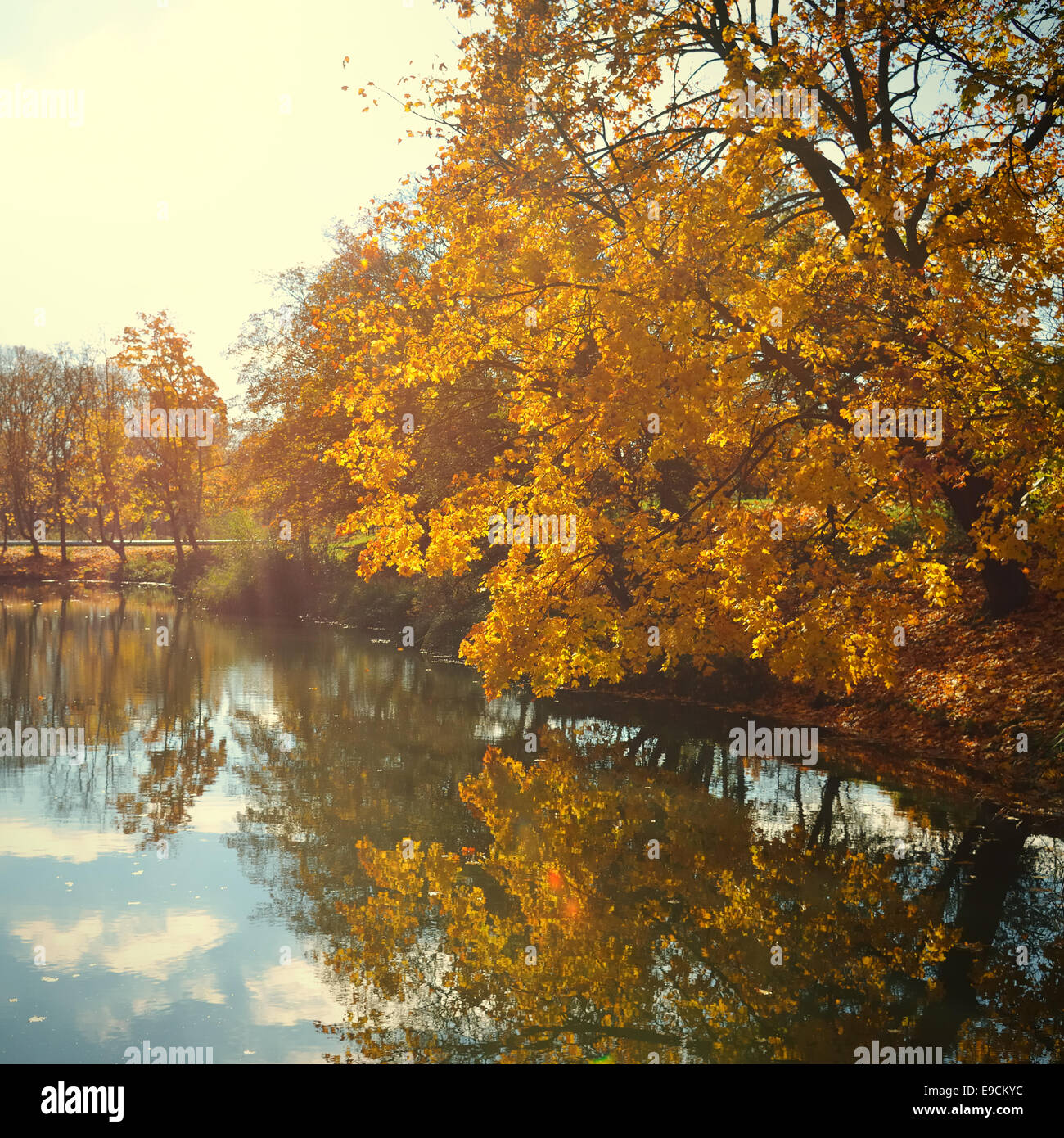 Orange autumn leaves Stock Photo - Alamy