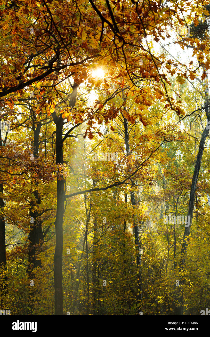 sun beams lit through yellow crown in autumn tree Stock Photo - Alamy
