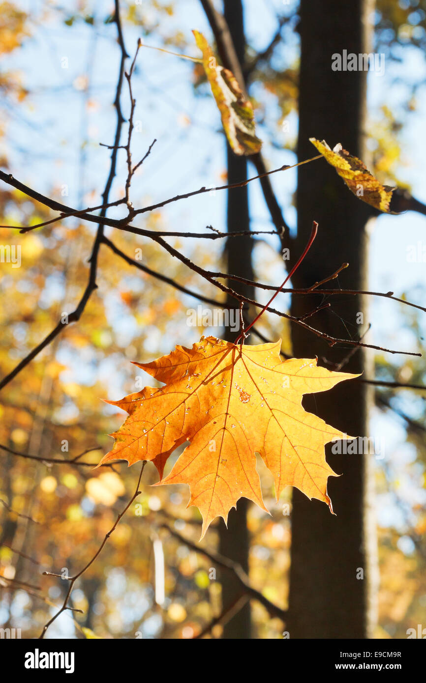 Fallen twig hi-res stock photography and images - Alamy