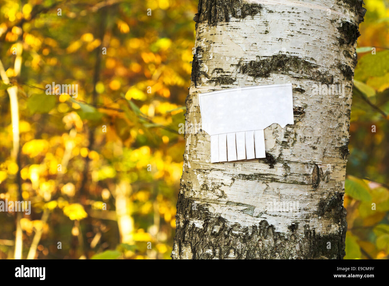 tear-off paper notice on birch trunk in autumn urban park Stock Photo ...