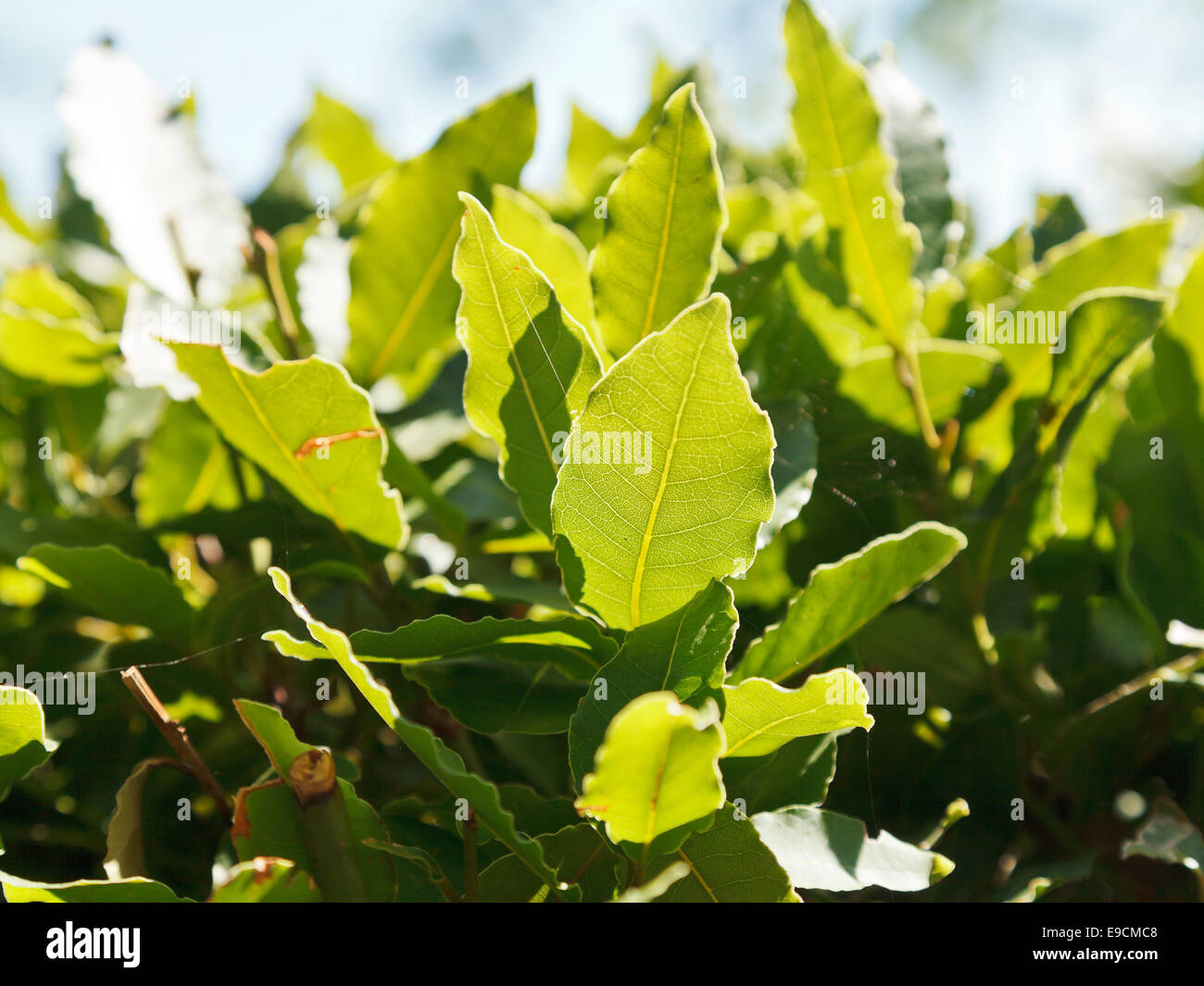 green leaves of laurel tree (laurus nobilis) close up outdoors Stock ...