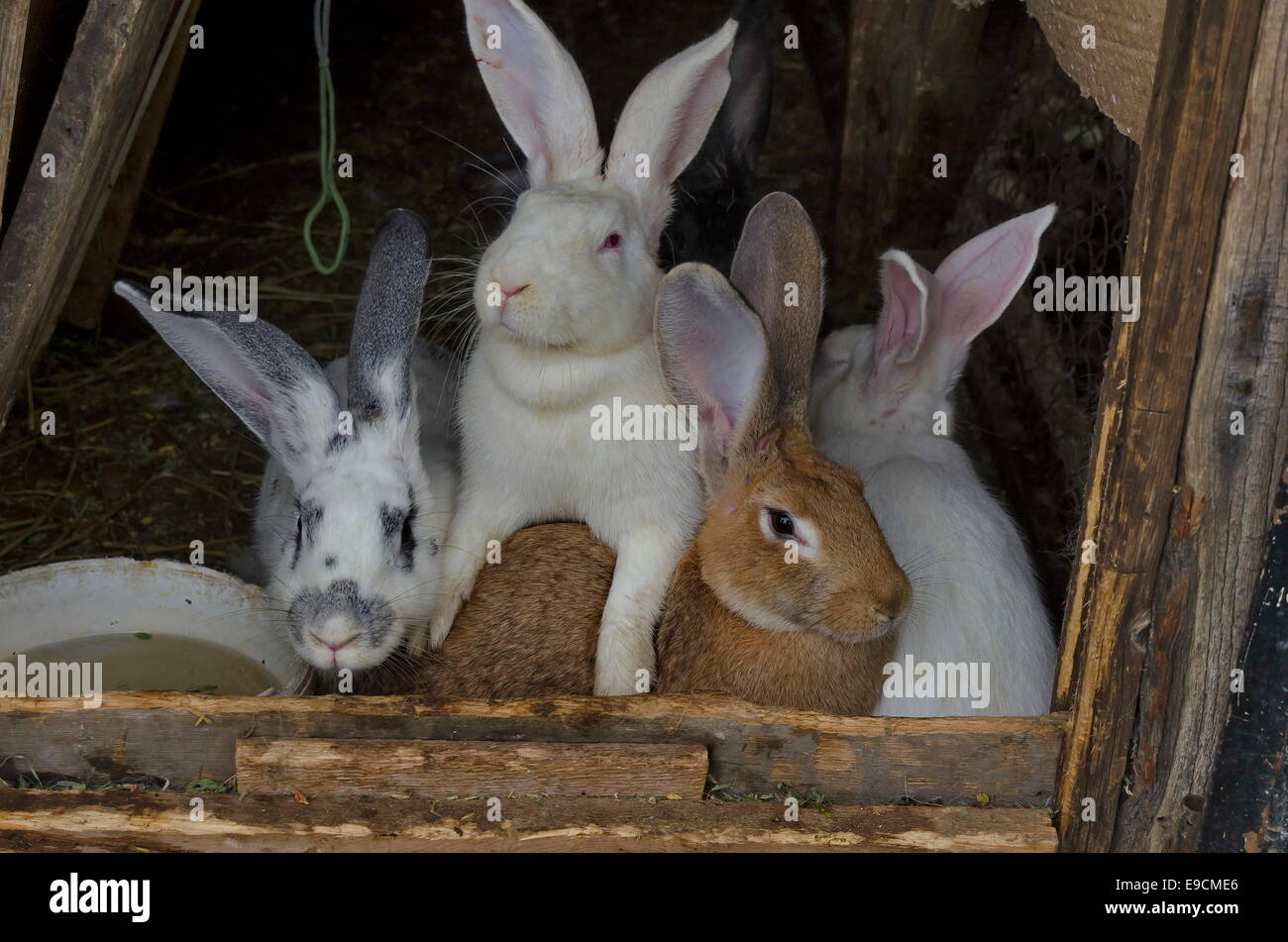 Color domestic rabbit in rural house Stock Photo - Alamy