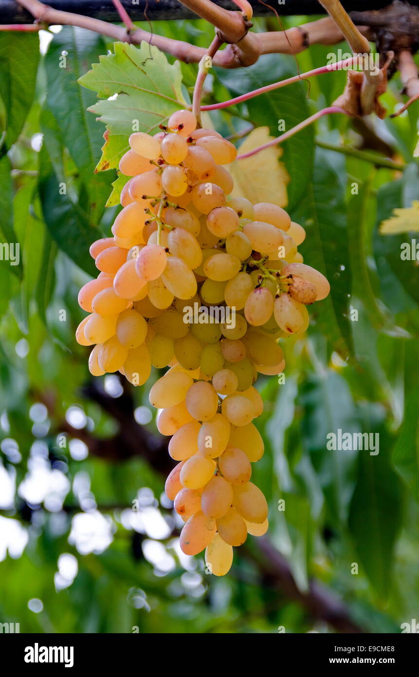 Bunch of ripe delicious grapes Stock Photo - Alamy