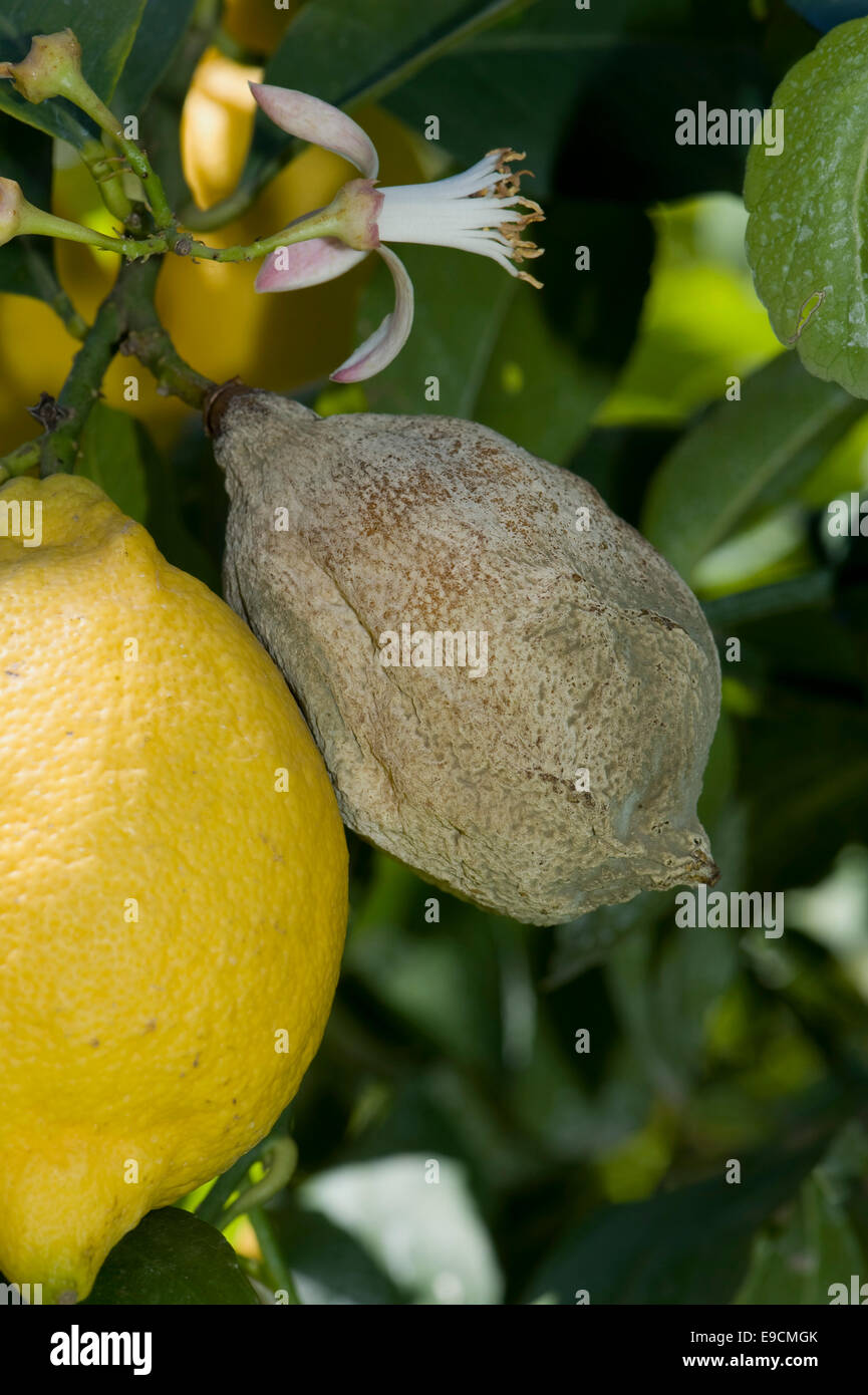 Grey mould, Botrytis cinerea, rotted lemon fruit on the tree, Campania ...