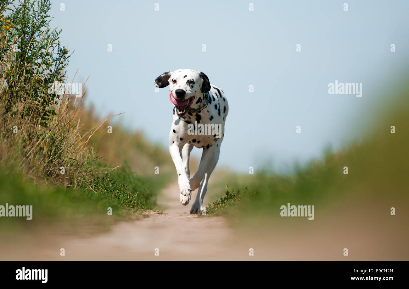 Front View of Exuberant Dalmatian Dog Running on Path Towards Camera ...