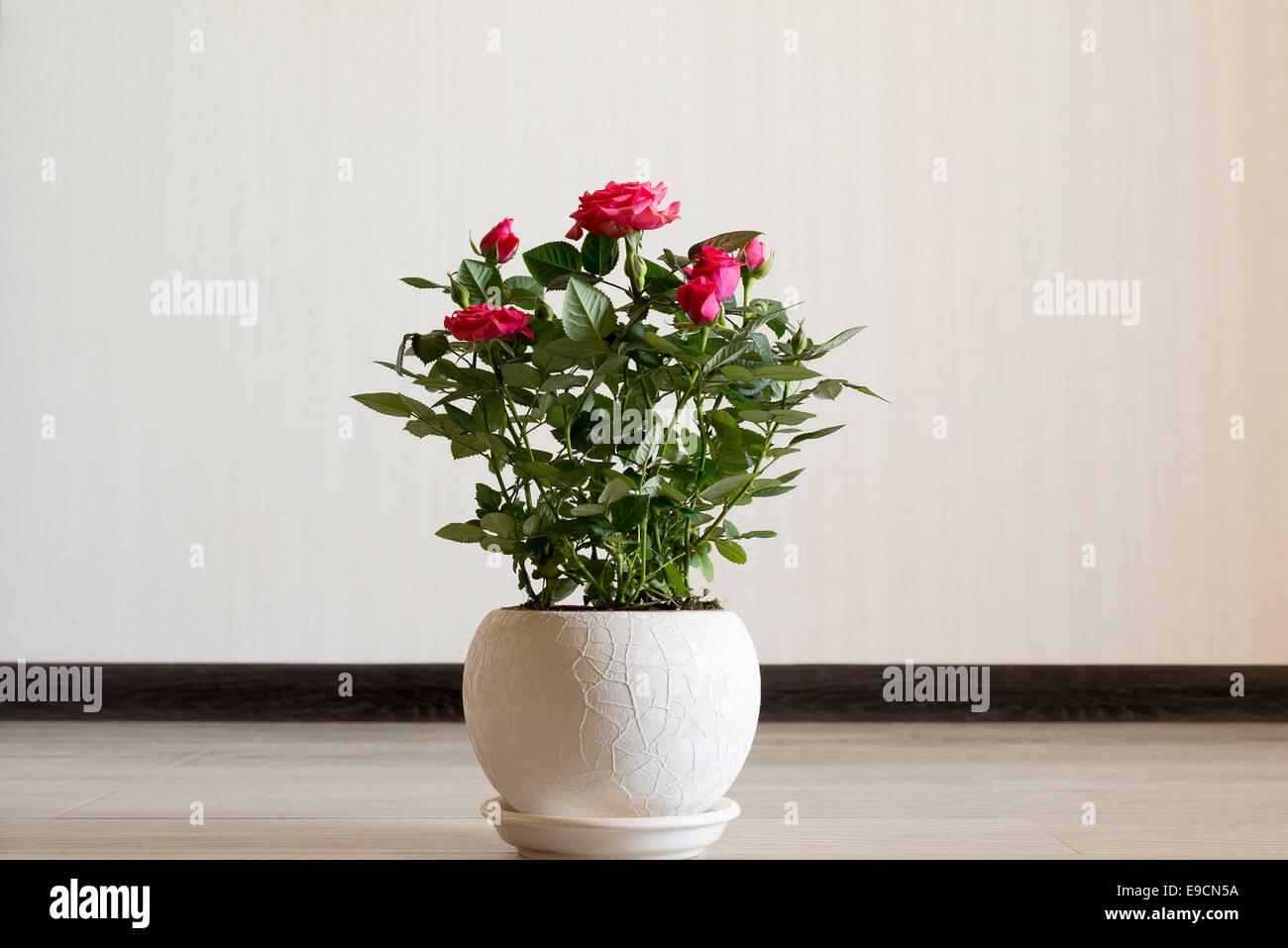 Ceramic rose hi-res stock photography and images - Alamy