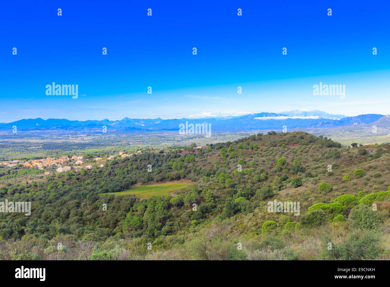 Olive trees spain hi-res stock photography and images - Alamy