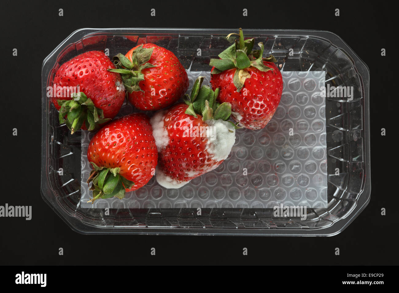 Moldy strawberries in a plastic package. Black background Stock Photo ...