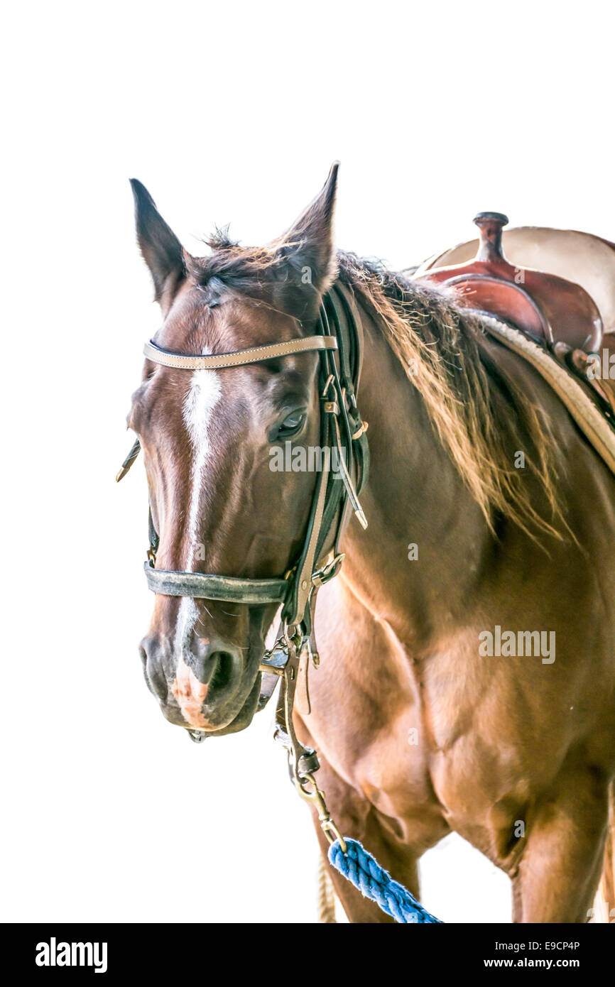 horse isolated on a white background beautiful stable Stock Photo - Alamy