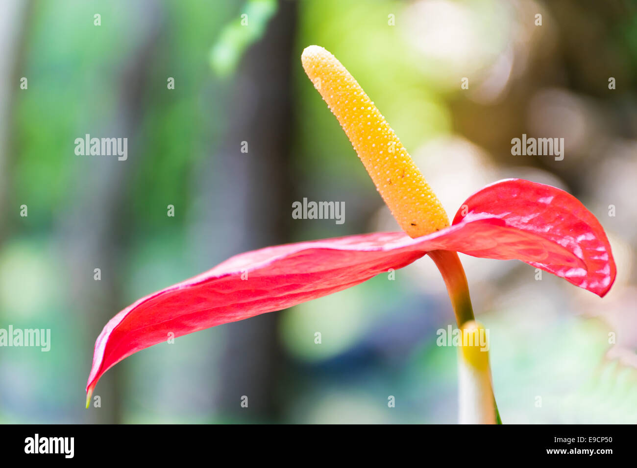 Spadix plant flower hi-res stock photography and images - Alamy