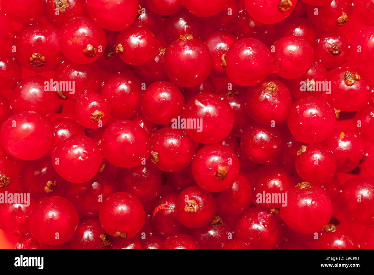 Red currant background Stock Photo - Alamy