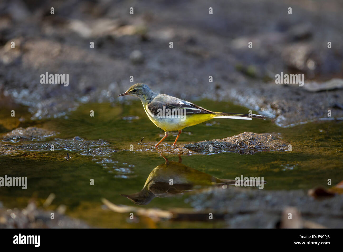 Birds of gir forest hi-res stock photography and images - Alamy