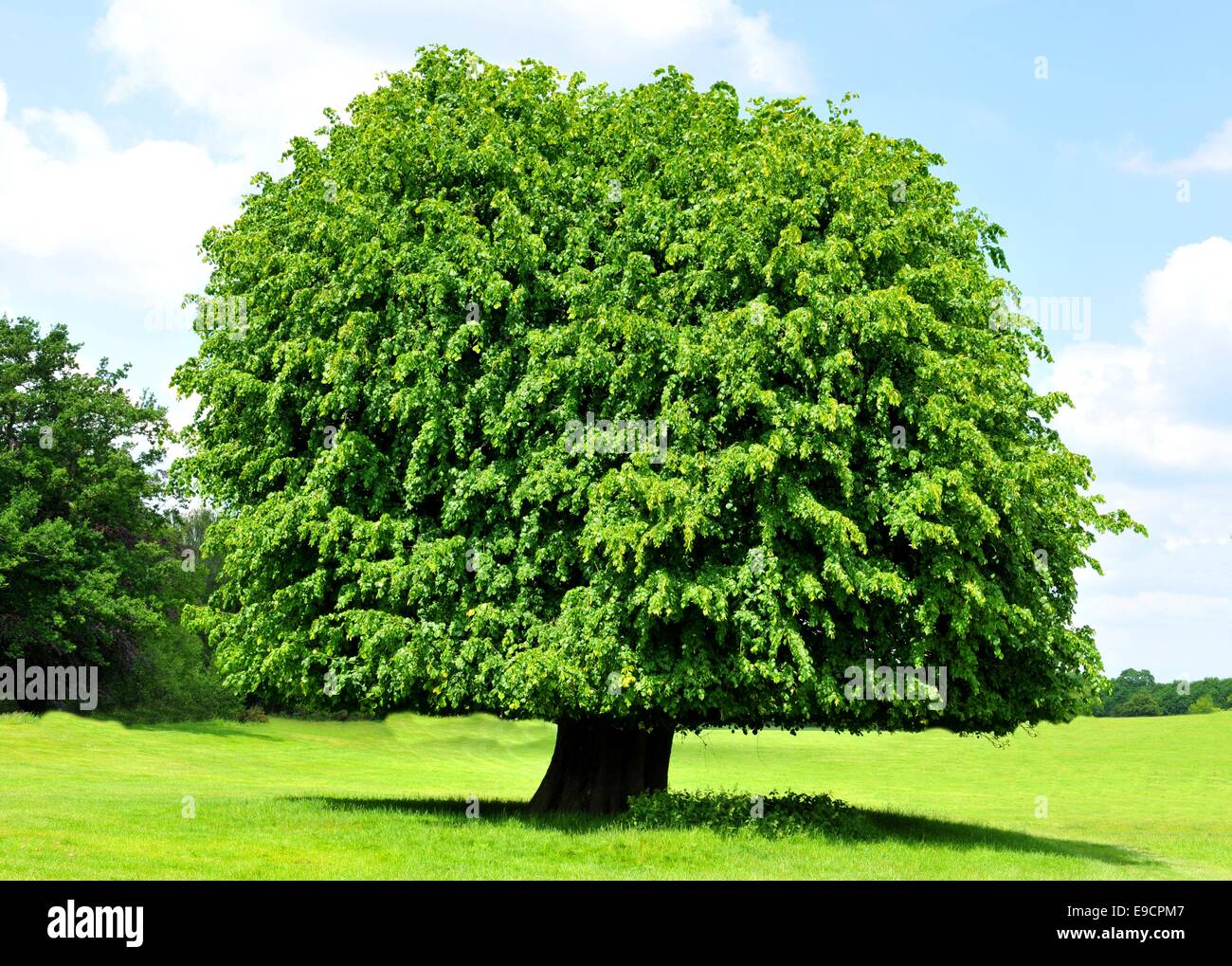 Big oak tree in front hi-res stock photography and images - Alamy