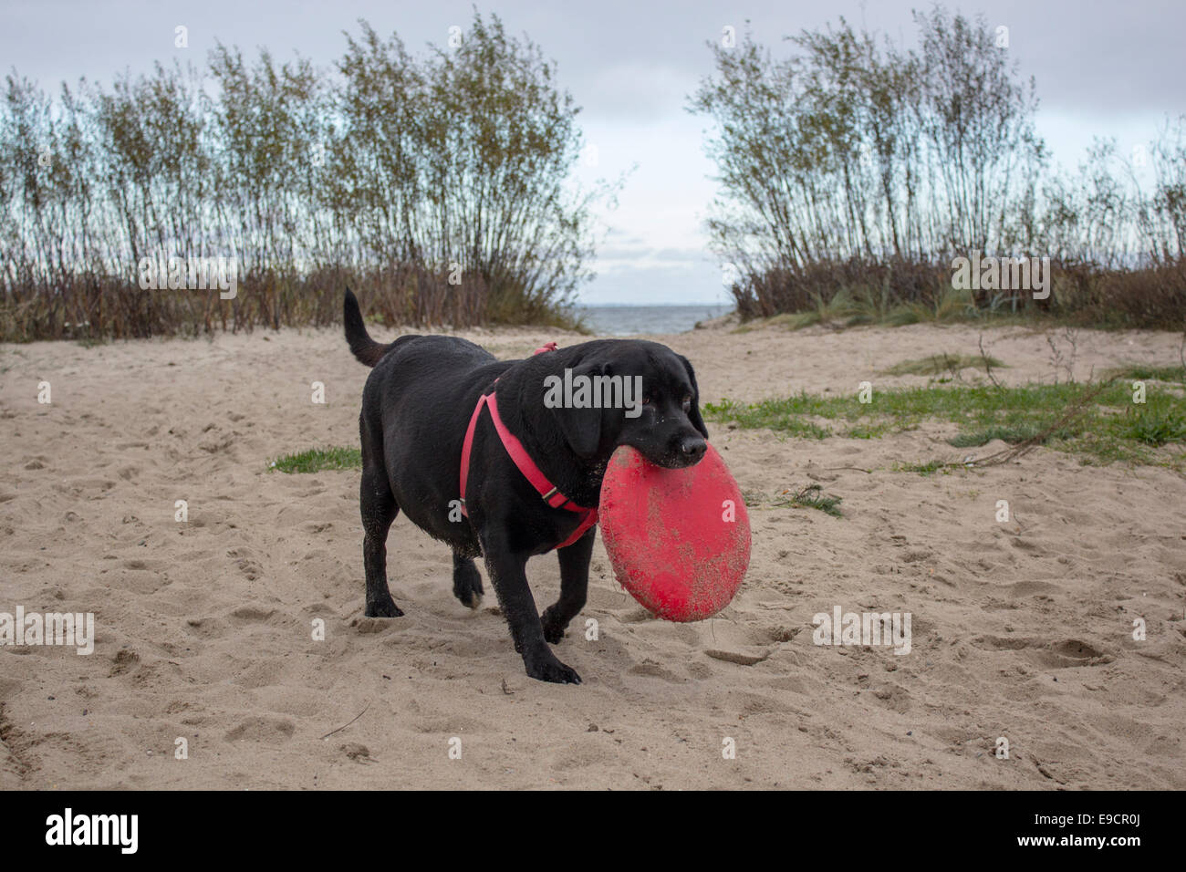 Fat dog with red frizbee at the beach Stock Photo - Alamy