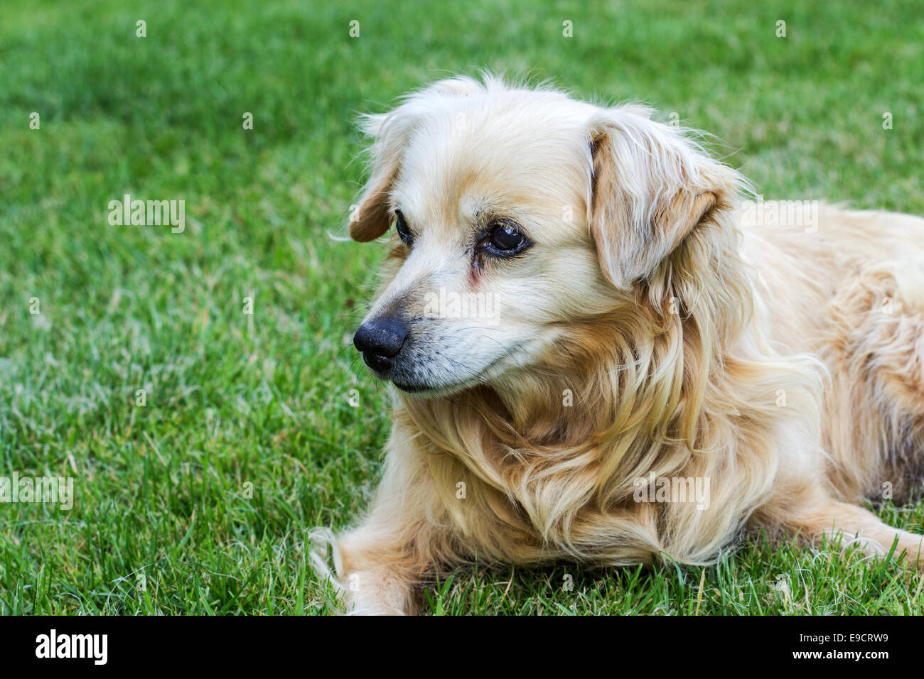 Old pet dog hi-res stock photography and images - Alamy