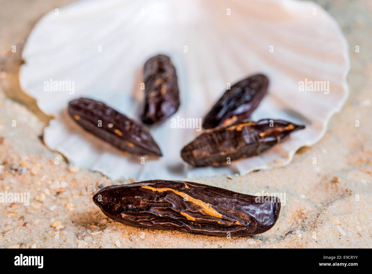 Tonka beans hi-res stock photography and images - Alamy