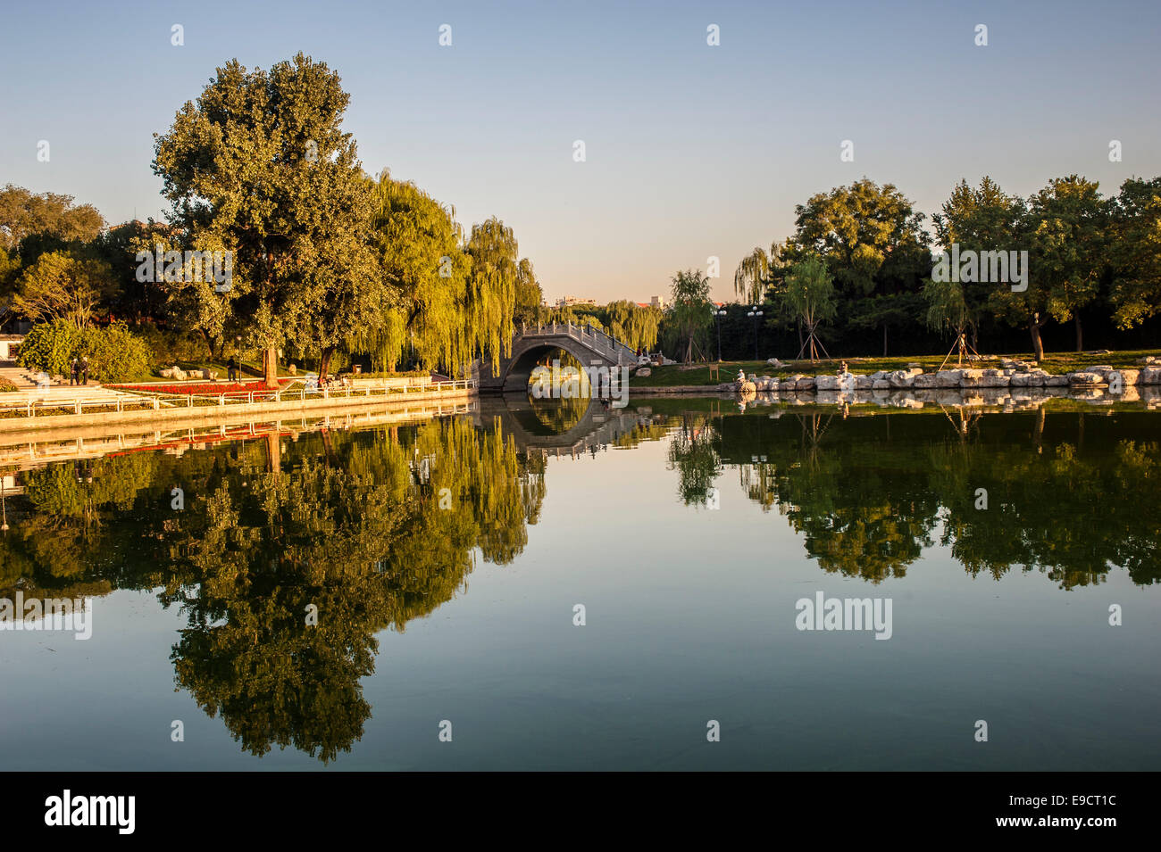 Peking willow hi-res stock photography and images - Alamy
